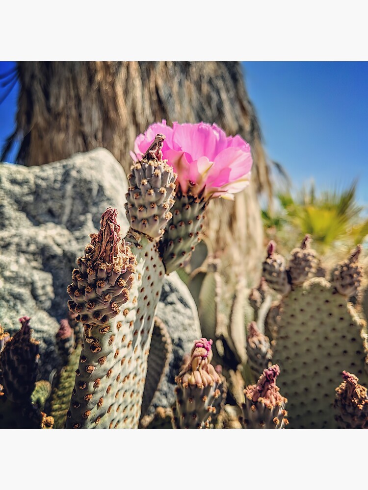 "Joshua Tree Superbloom Flowers" Sticker for Sale by Tenderchaos ...