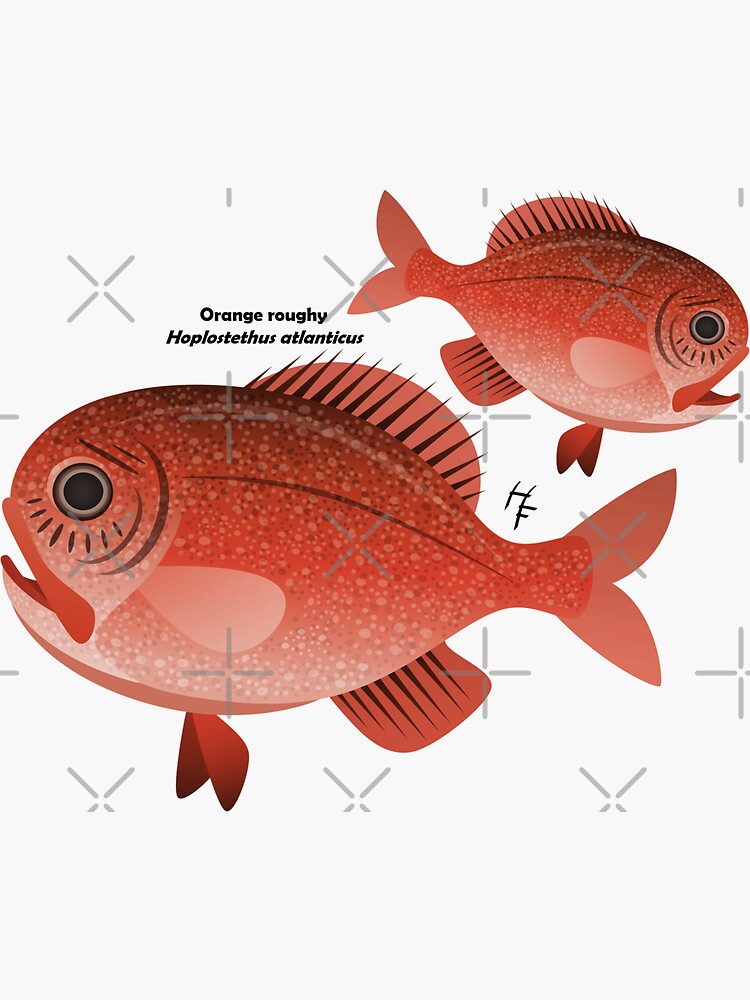 "Team Submarine Orange Roughy (Hoplostethus atlanticus)" Sticker for ...