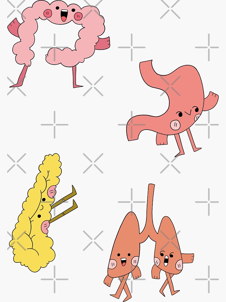 "Cute Anatomy Pack - Human body organs Pack, Labeled Pack" Sticker for ...