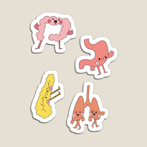 "Cute Anatomy Pack - Human body organs Pack, Labeled Pack" Magnet for ...