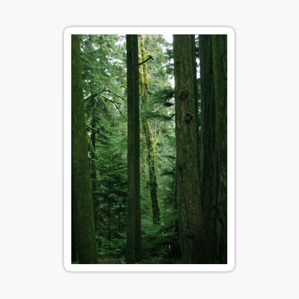 "Trees - Cathedral Grove - Victoria - Vancouver Island" Sticker for ...