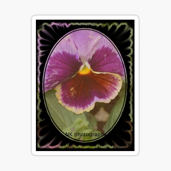 "Victorian purple pansy" Sticker for Sale by Nichole1k | Redbubble