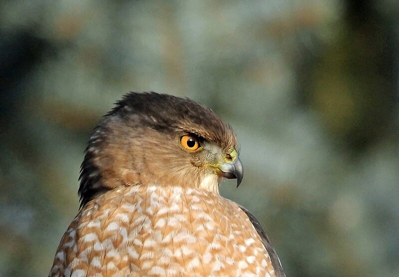 "Focused Coopers Hawk" by Debbie Oppermann | Redbubble