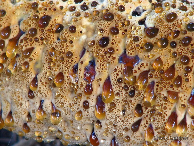 "Amber Resin-Equals, Jewels in 30–90 million years" by Chuck Gardner ...