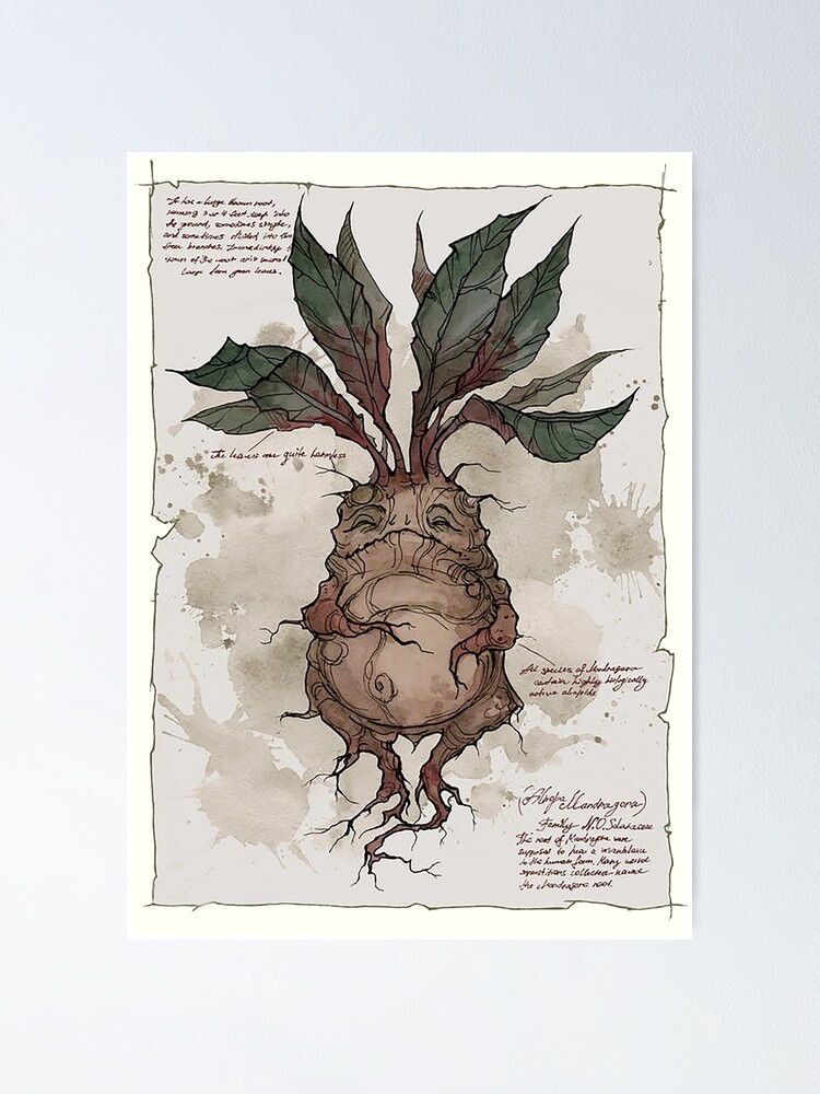 "definition of mandrake - spell magic" Poster for Sale by fordstrosin5 ...