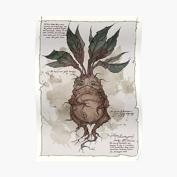 "definition of mandrake - spell magic" Poster for Sale by fordstrosin5 ...
