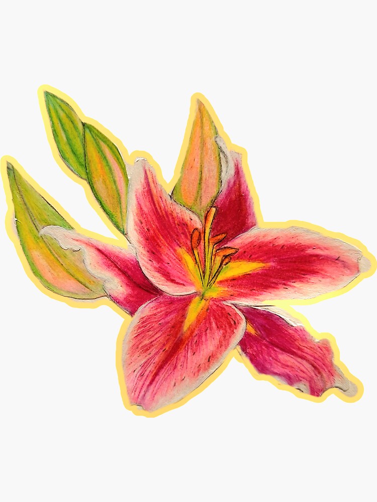 "Pink lilly hand drawn sticker" Sticker for Sale by ComfortableCrow ...