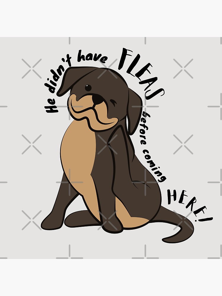 "He didnt have FLEAS before coming here! - Funny quote, dog with fleas ...