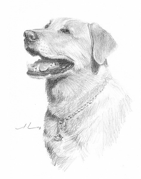 "yellow lab in sunshine drawing" by mike theuer | Redbubble