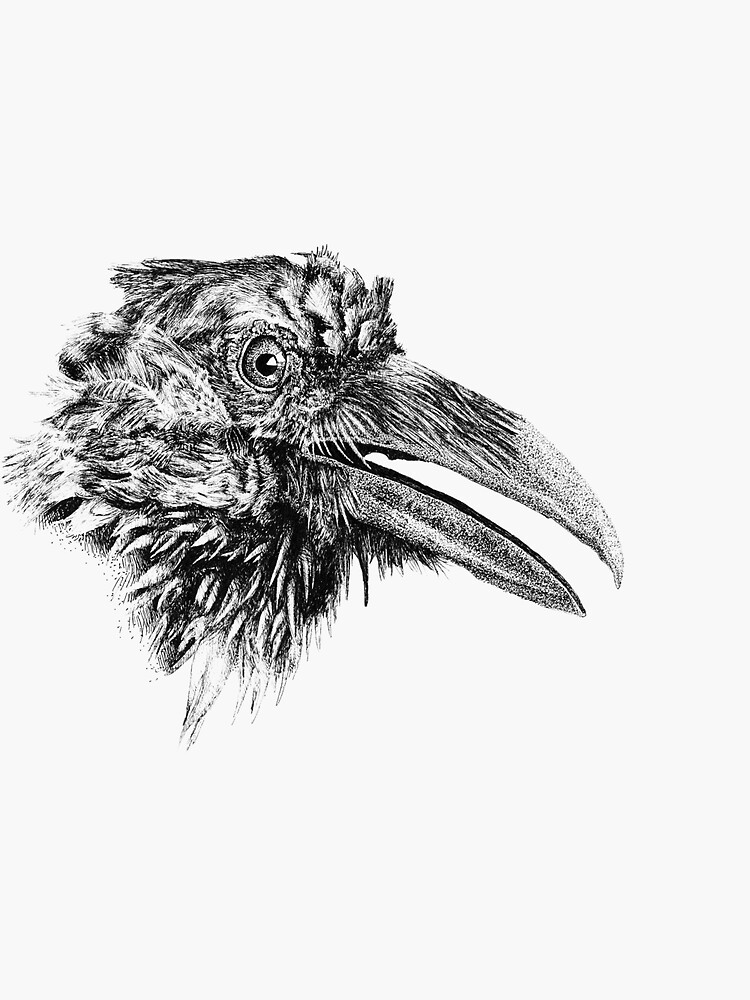 "Raven head realistic drawing" Sticker for Sale by stefaniaiulia ...