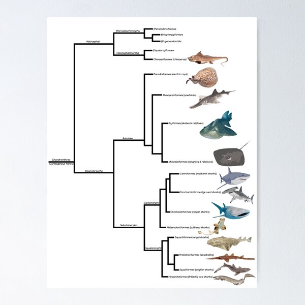 "Cartilaginous Fish Cladogram" Poster for Sale by GraceT26 | Redbubble