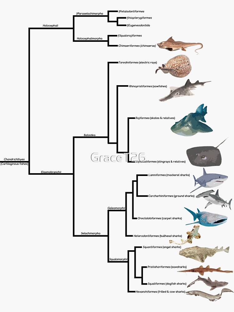 "Cartilaginous Fish Cladogram" Sticker for Sale by GraceT26 | Redbubble