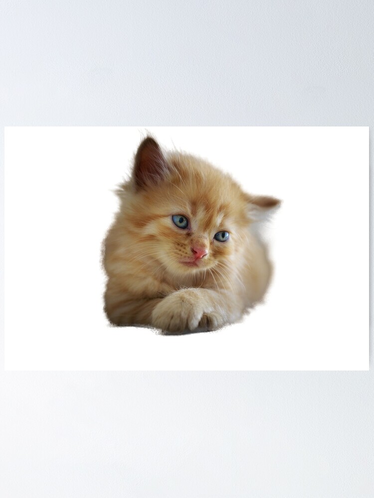 "Cute Cat With Lovely Click " Poster for Sale by WelcomeBuyer | Redbubble