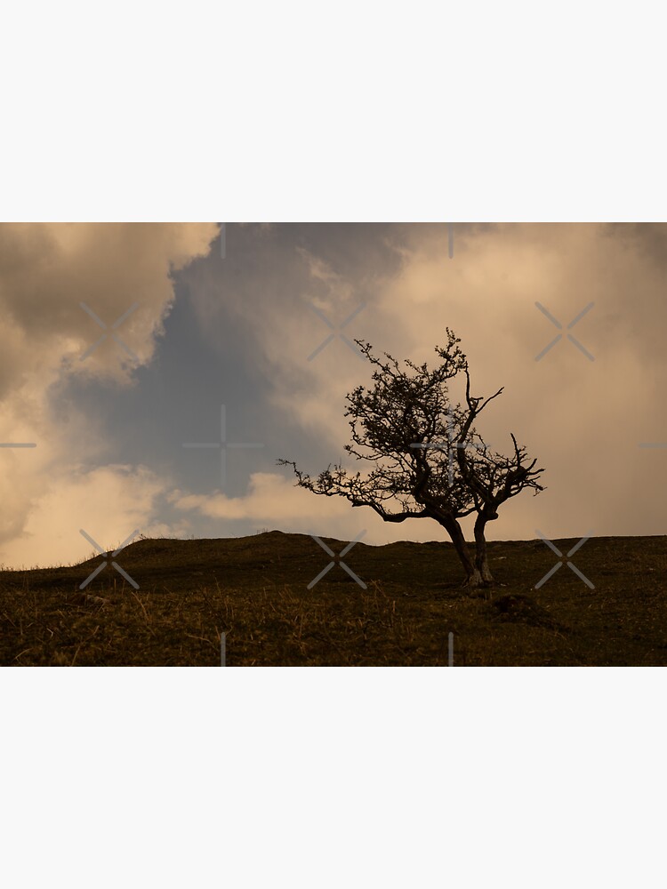 "Weather Worn Tree on Okehampton Common" Sticker for Sale by ...