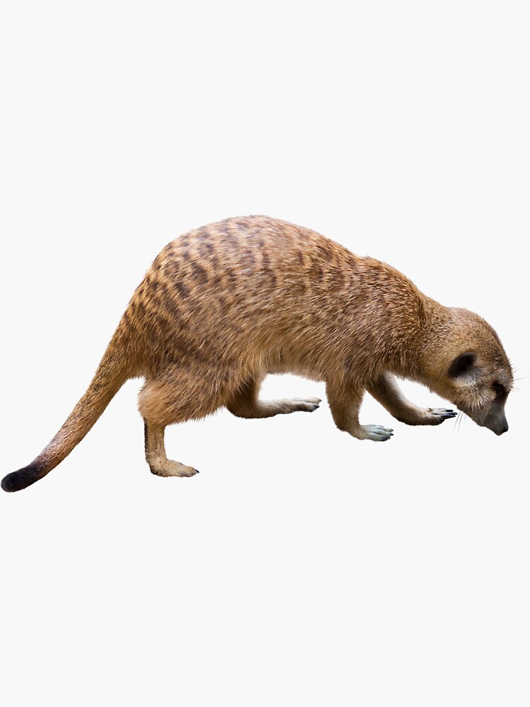 "Mongoose" Sticker for Sale by EndangeredFotos | Redbubble