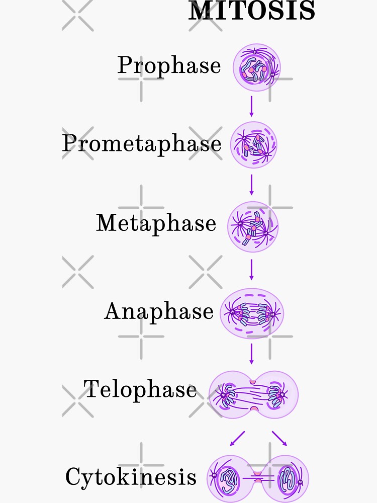 Pegatina «Diagrama de mitosis etiquetado» de Lulai | Redbubble