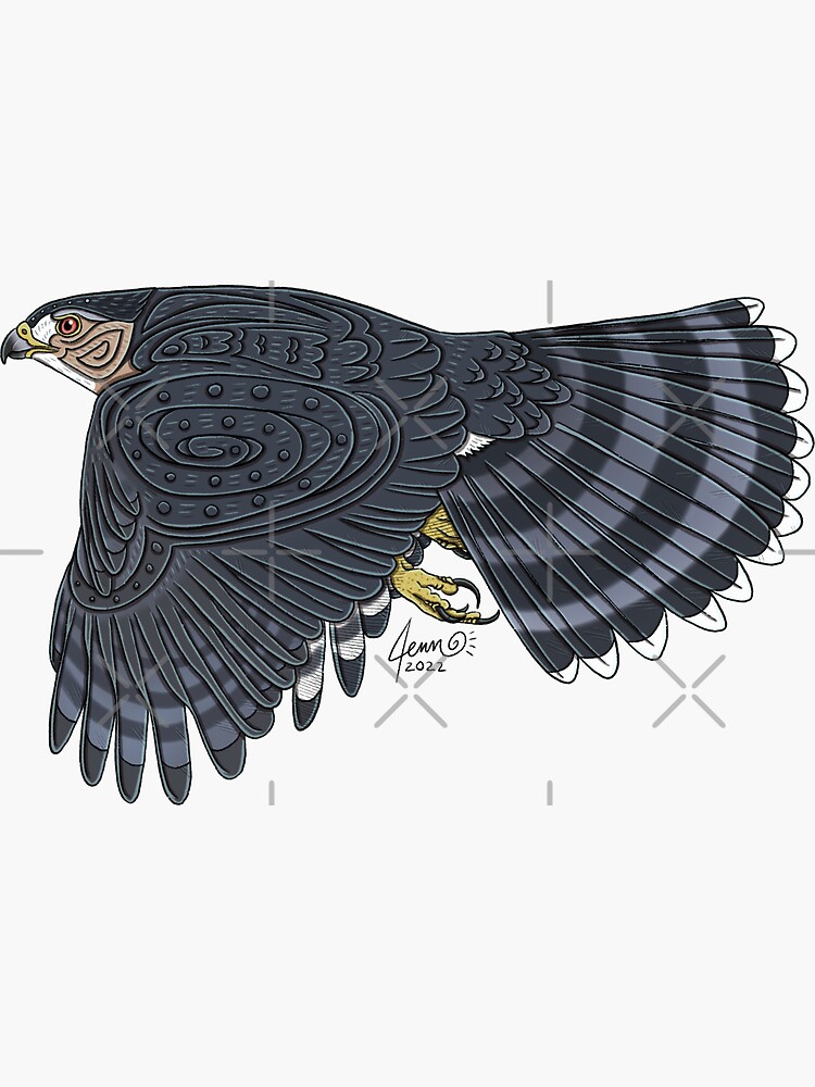 "Cooper's Hawk" Sticker for Sale by Corvus-latrans | Redbubble