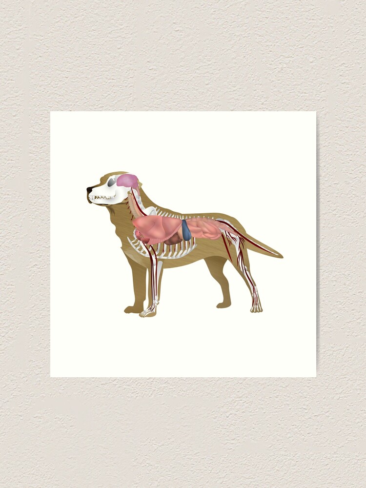 "Dog Illustration - Labrador Anatomy" Art Print by Figuros | Redbubble
