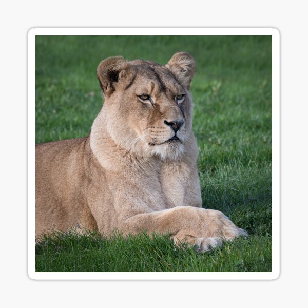 "portrait of a lioness" Sticker for Sale by tunnicliffe | Redbubble