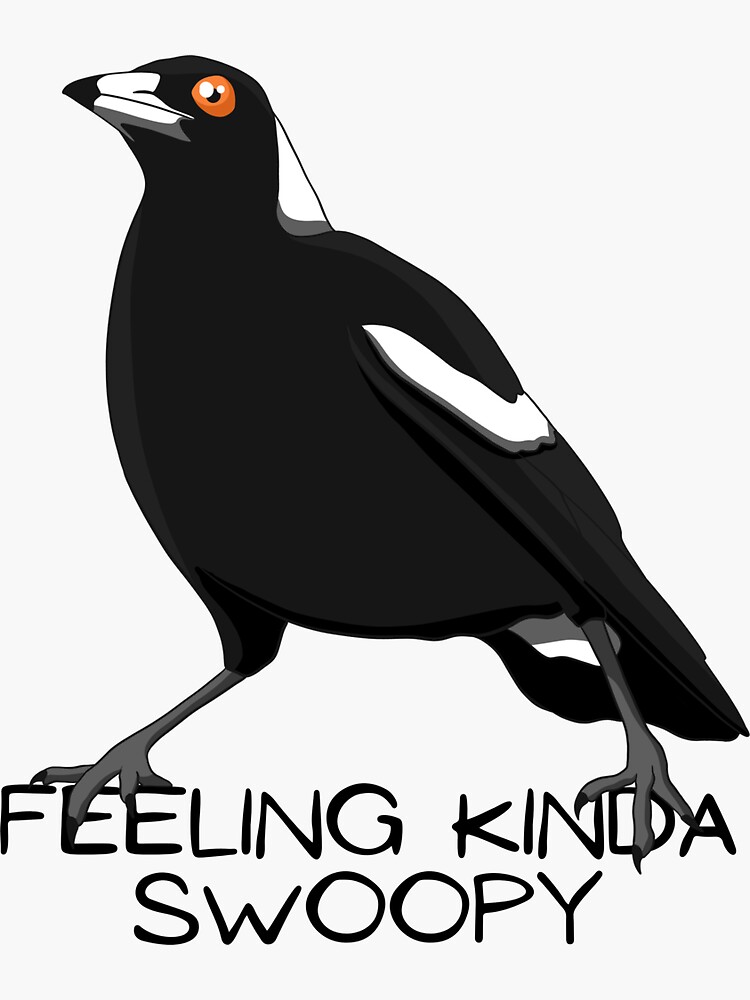 "Funny Australian magpie feeling kinda swoopy" Sticker for Sale by ...