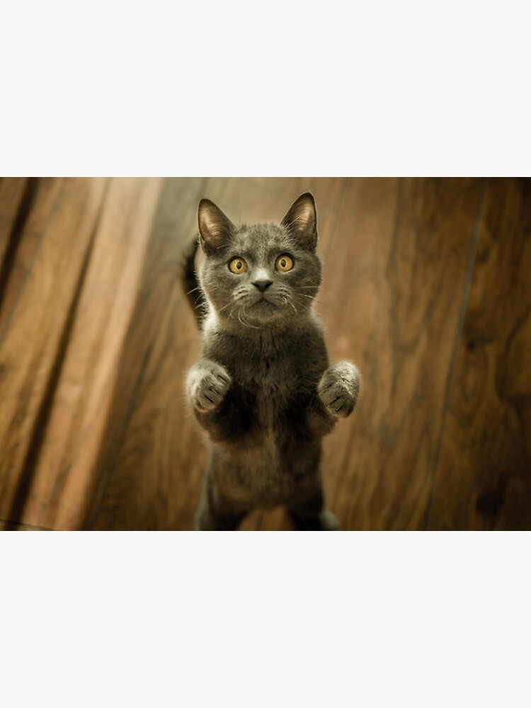 "Cute Cat Standing - Funny Cat Standing Meme" Sticker for Sale by ...