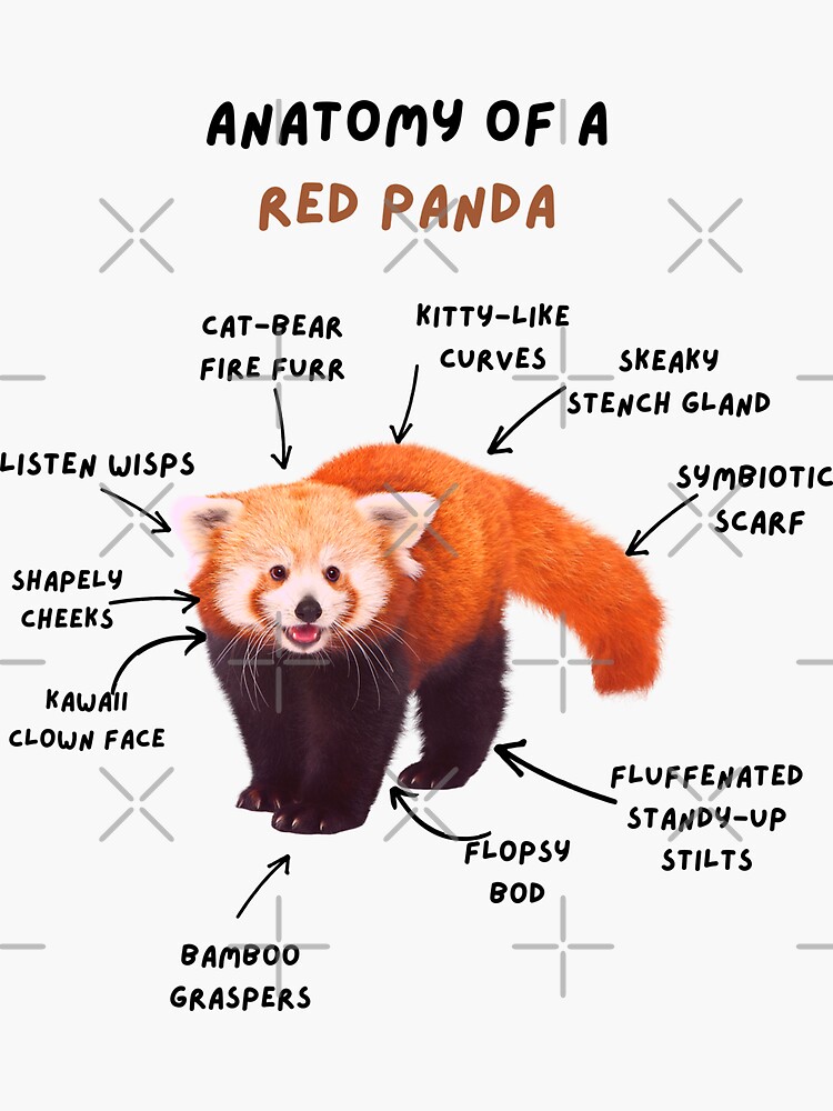 "Anatomy Of A Red Panda" Sticker for Sale by NisRinaTee | Redbubble