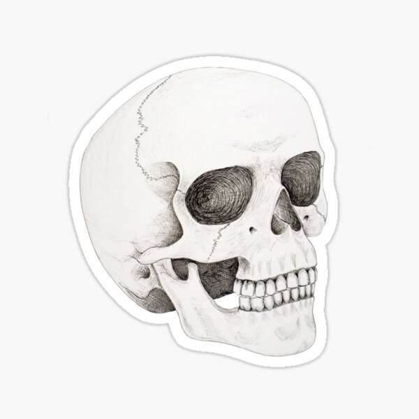 "Human Skull" Sticker for Sale by CreativeSoul47 | Redbubble