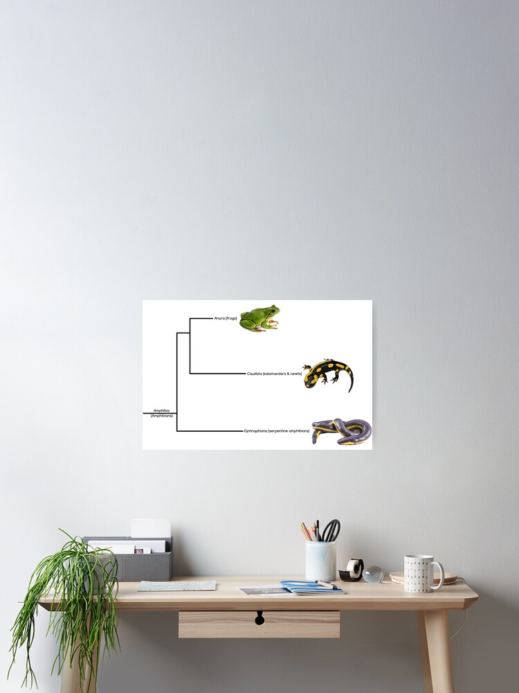 "Amphibians (Basic Cladogram)" Poster for Sale by GraceT26 | Redbubble