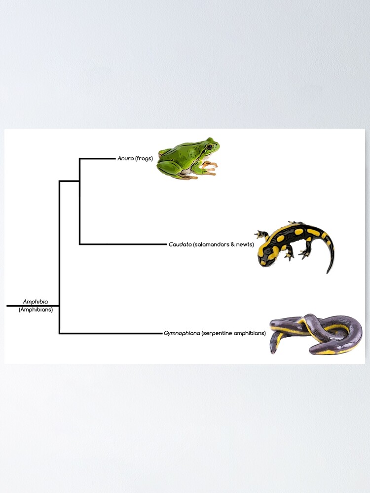 "Amphibians (Basic Cladogram)" Poster for Sale by GraceT26 | Redbubble