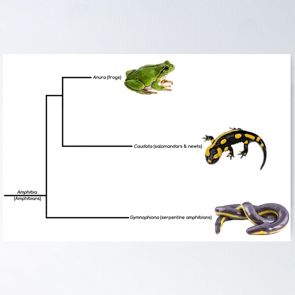 "Amphibians (Basic Cladogram)" Poster for Sale by GraceT26 | Redbubble
