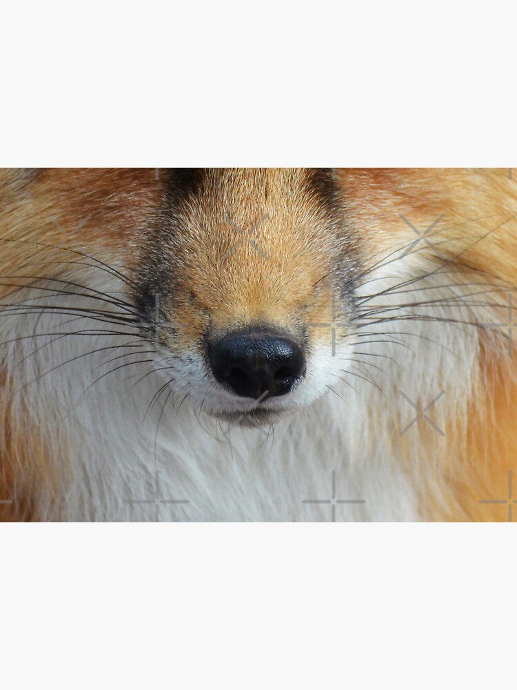 "Orange Fox Face" Sticker for Sale by InnaPo | Redbubble