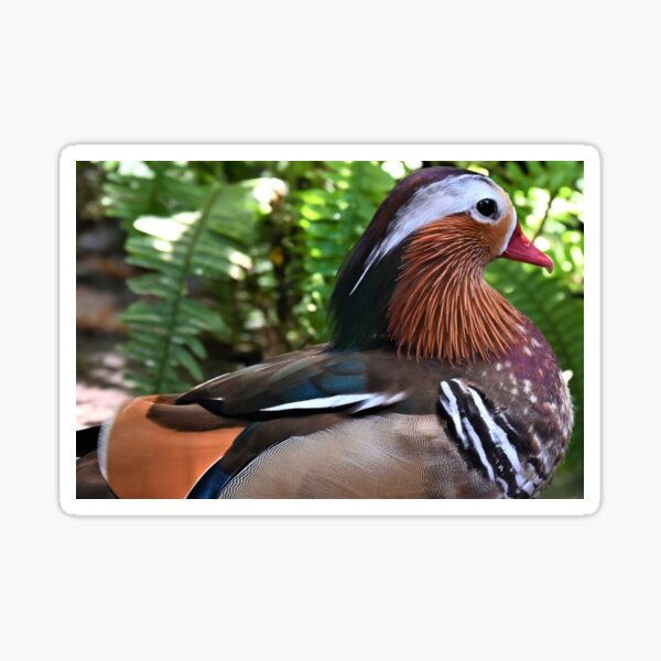 "Mandarin Duck " Sticker for Sale by KBarrett-ForAwe | Redbubble