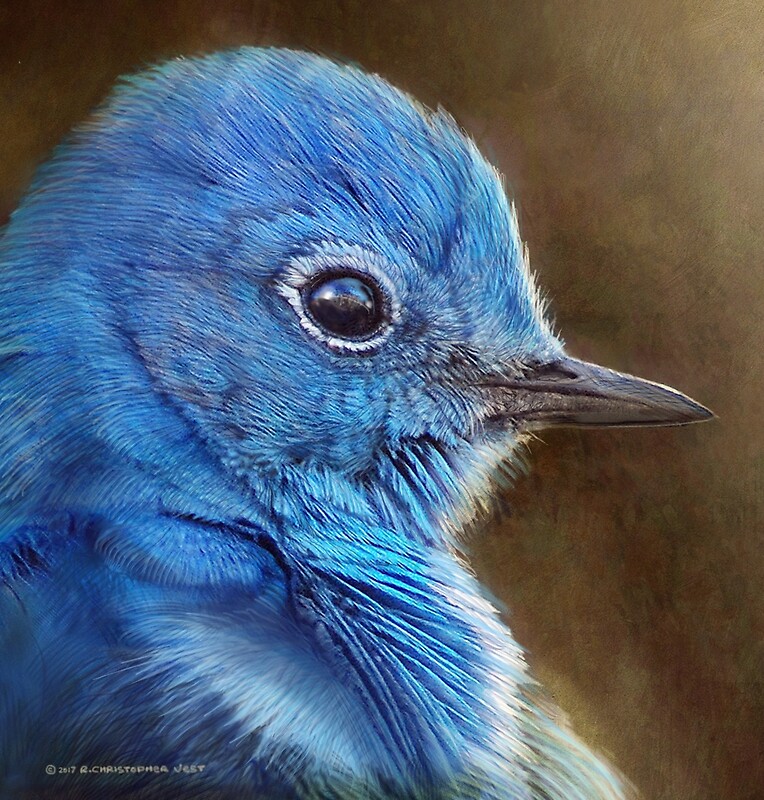 "mountain bluebird face" by R Christopher Vest | Redbubble