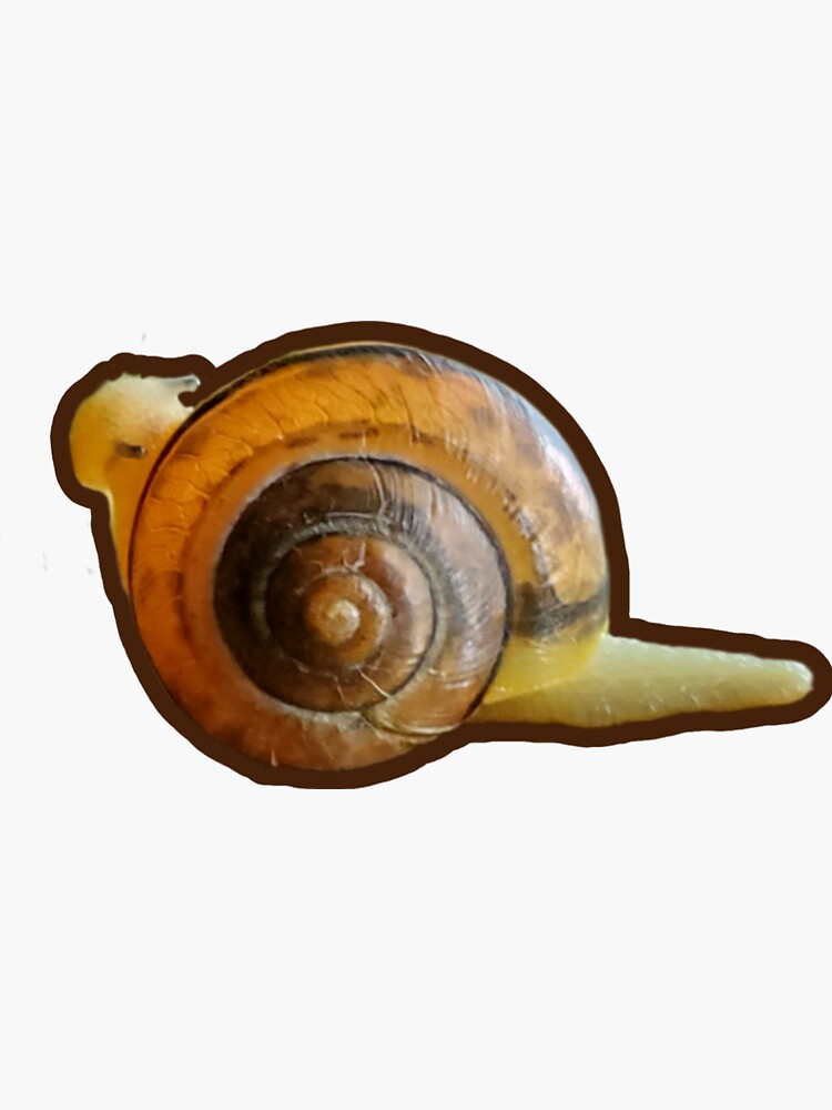 "lil snail guy" Sticker for Sale by ComfortableCrow | Redbubble