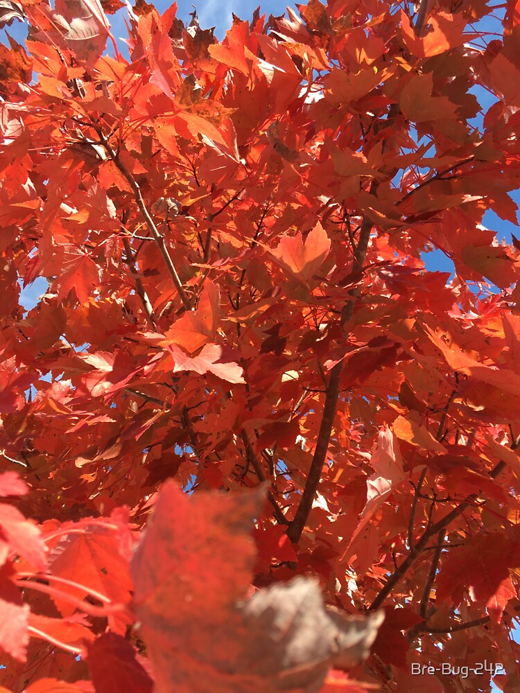"Red Maple Tree" Sticker for Sale by Bre-Bug-242 | Redbubble