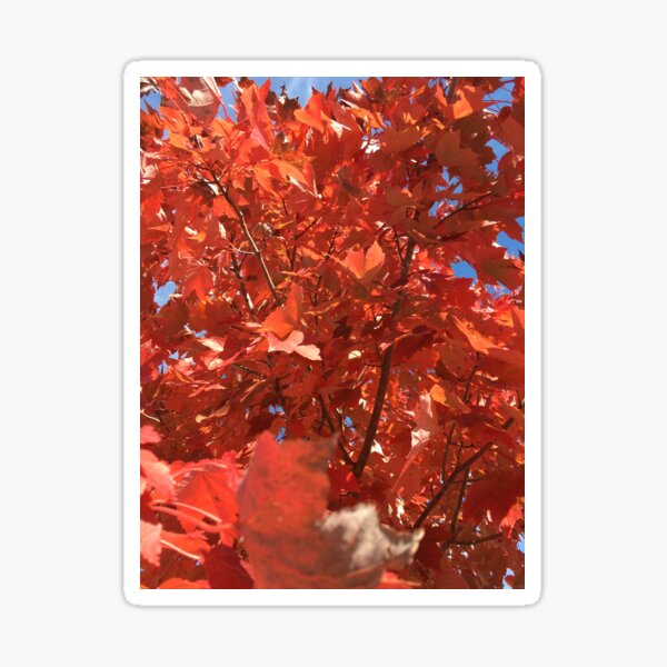 "Red Maple Tree" Sticker for Sale by Bre-Bug-242 | Redbubble