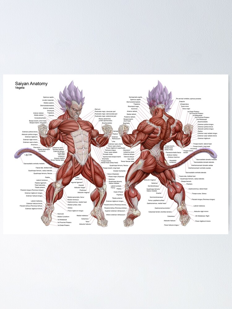 "Saiyan Anatomy - Vegeta - F/B - Red - Wbg" Poster for Sale by jayzidon ...