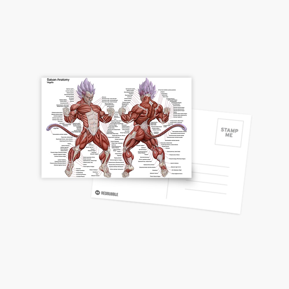 "Saiyan Anatomy - Vegeta - F/B - Red - Wbg" Art Print for Sale by ...