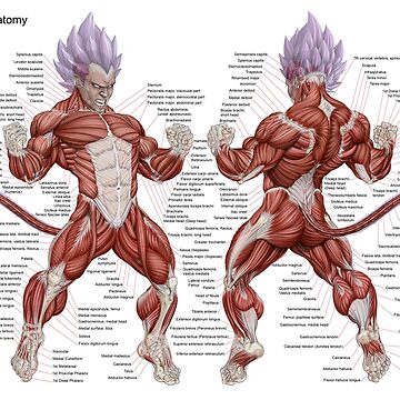 "Saiyan Anatomy - Vegeta - F/B - Red - Wbg" Art Print for Sale by ...
