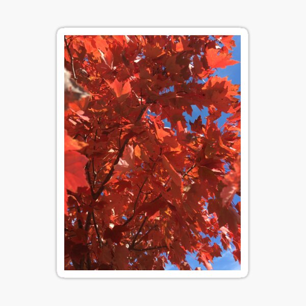 "Red Maple Tree (two)" Sticker for Sale by Bre-Bug-242 | Redbubble