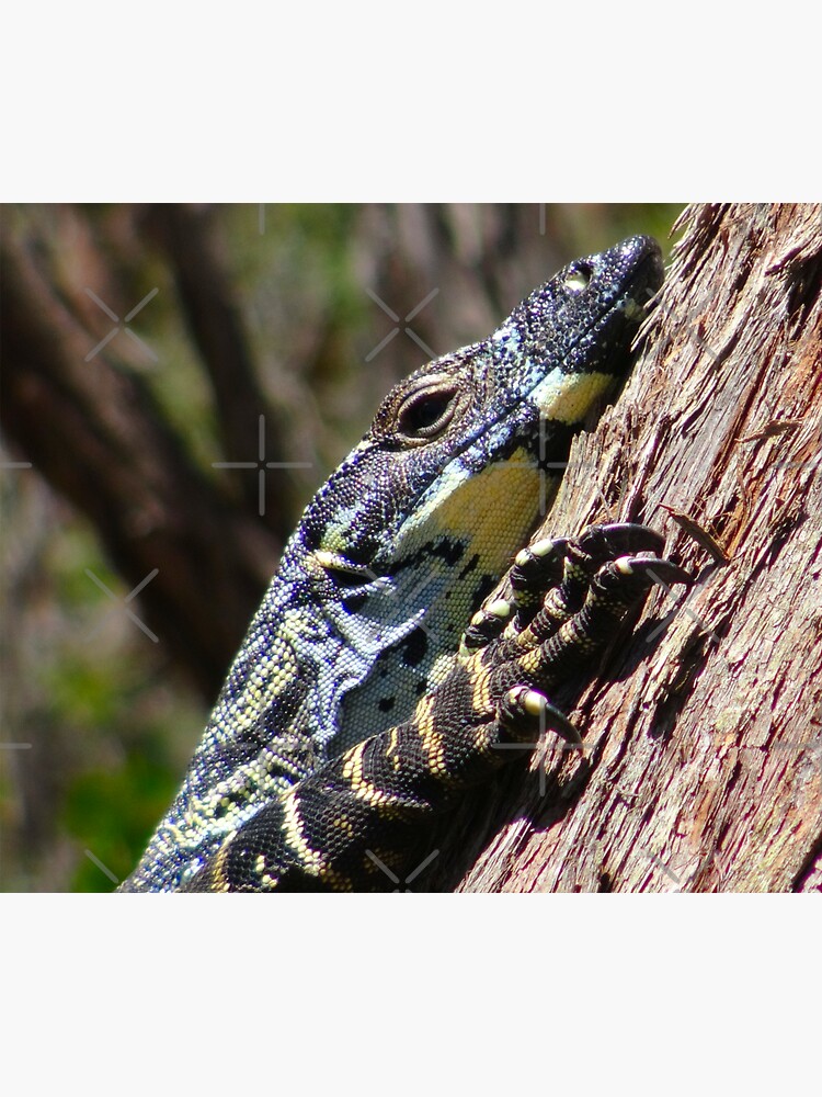 "Goanna in the Tree!" Sticker for Sale by Mickangelhere | Redbubble