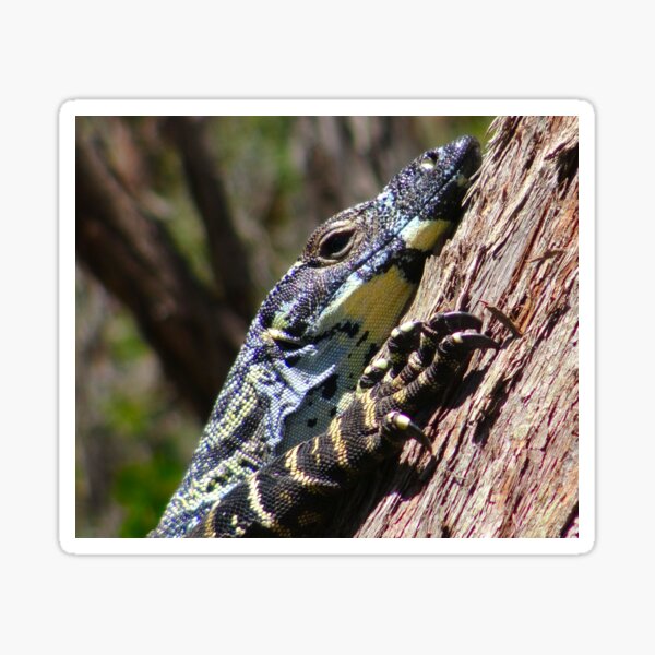"Goanna in the Tree!" Sticker for Sale by Mickangelhere | Redbubble