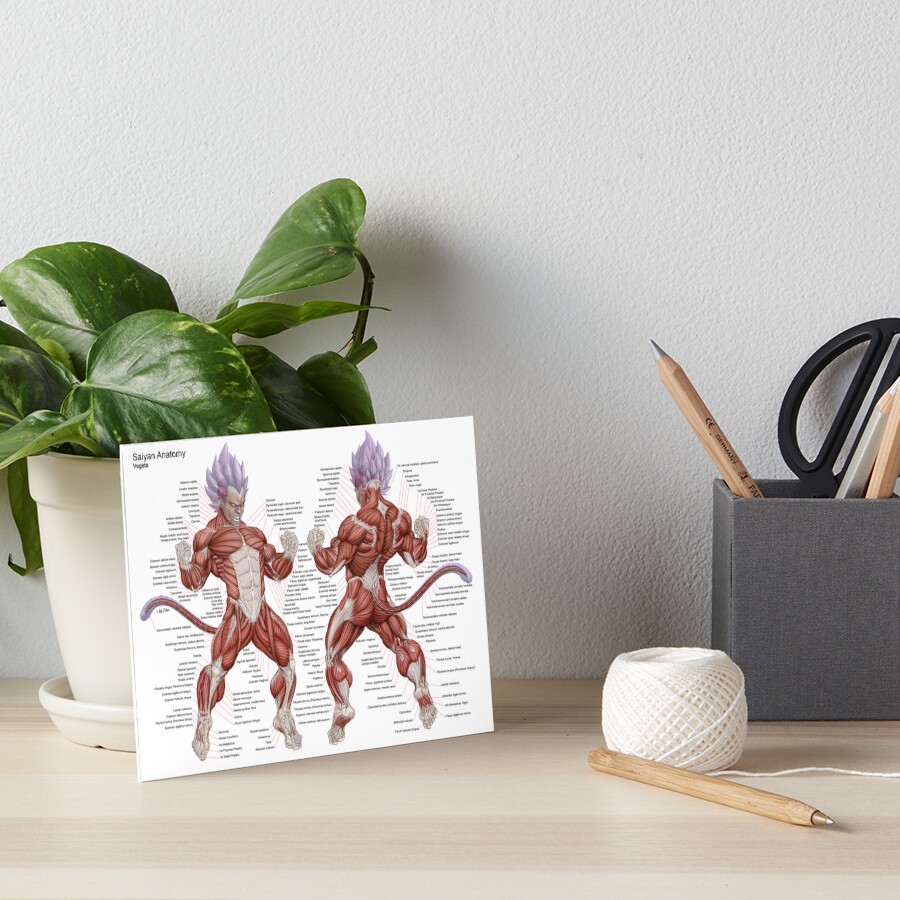 "Saiyan Anatomy - Vegeta - F/B - Red - Wbg" Art Print for Sale by ...
