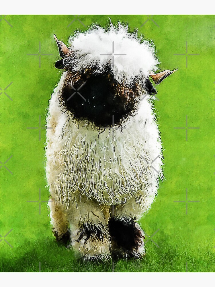 "Swiss Valais Blacknose Sheep, Fluffy Valais Blacknose Sheep Art, Cute ...