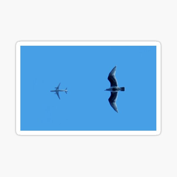 "Is It a Bird Or a Plane" Sticker for Sale by warrendowson | Redbubble