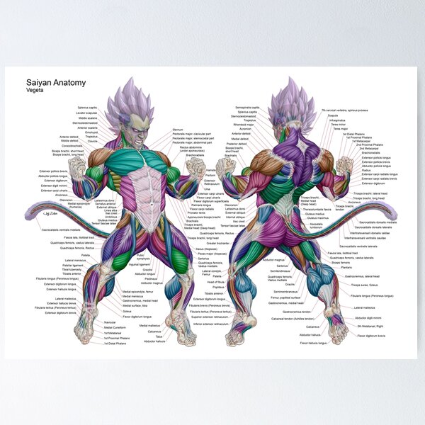 "Saiyan Anatomy - Vegeta - F/B - Colors - Wbg" Poster for Sale by ...
