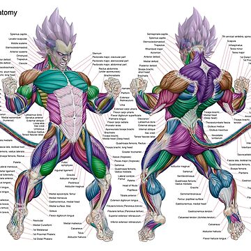 "Saiyan Anatomy - Vegeta - F/B - Colors - Wbg" Poster for Sale by ...