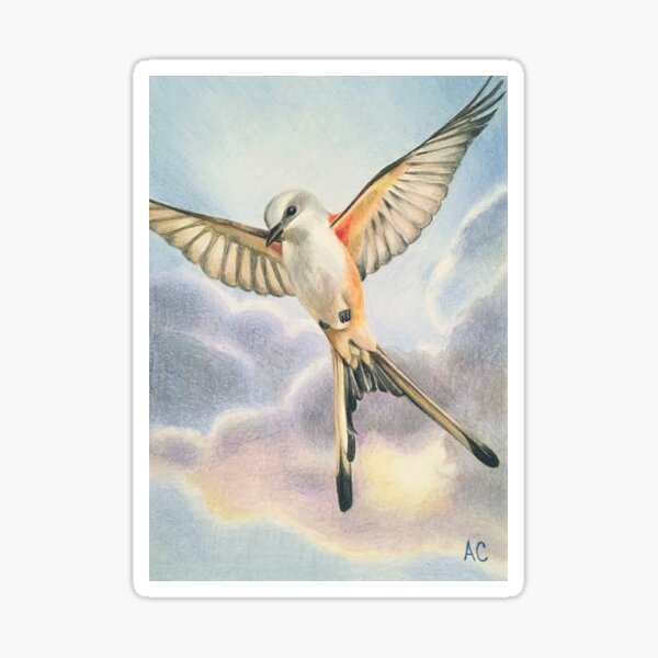 "Scissor-tailed Flycatcher" Sticker for Sale by WyoClements | Redbubble