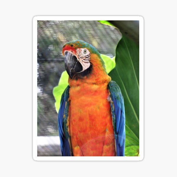 "PRETTY POLLY, PRETTY POLLY .." Sticker for Sale by TAMalloyPhoto ...