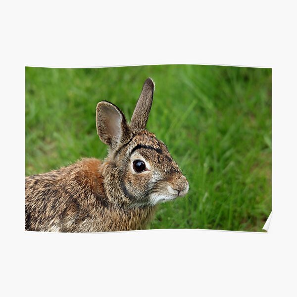 "Big Eared Brown Eyed Cottontail" Poster by debop | Redbubble